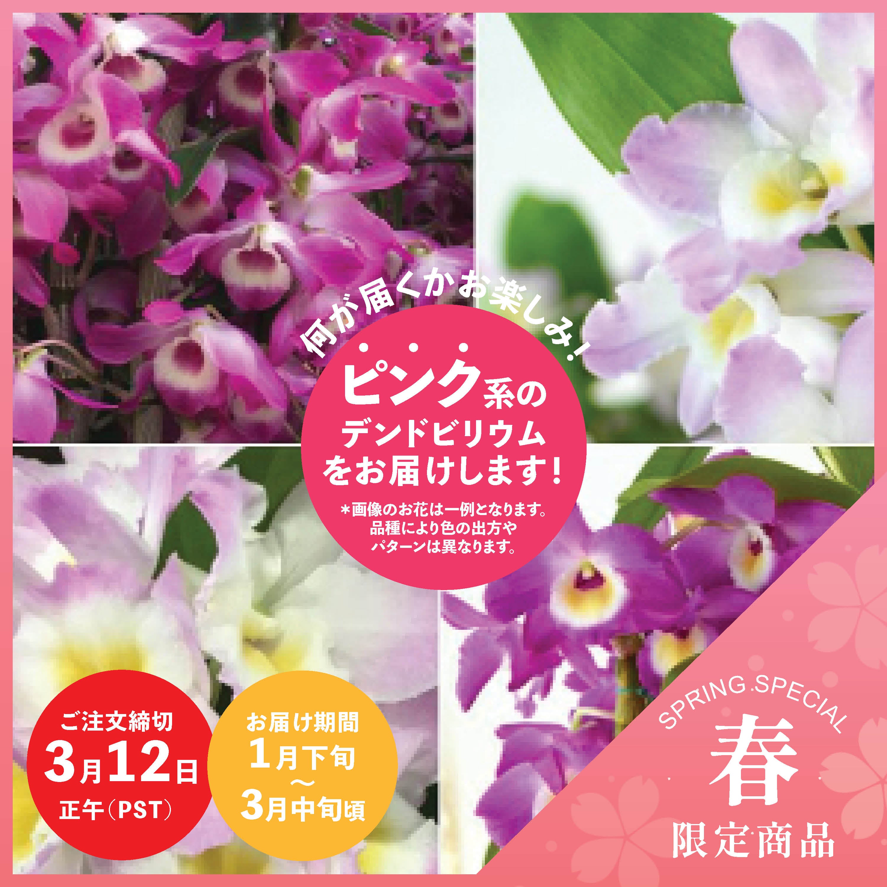 【Spring Special】Pink Dendrobium – Oritz Shop